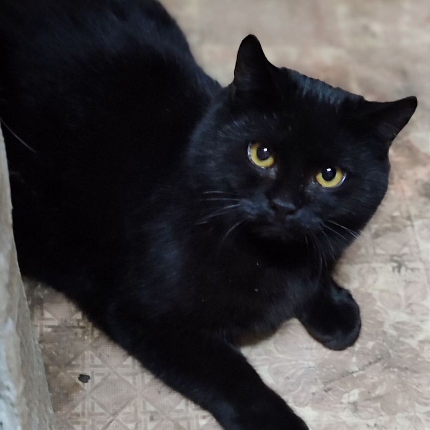 Черный котенок мальчик в добрые руки