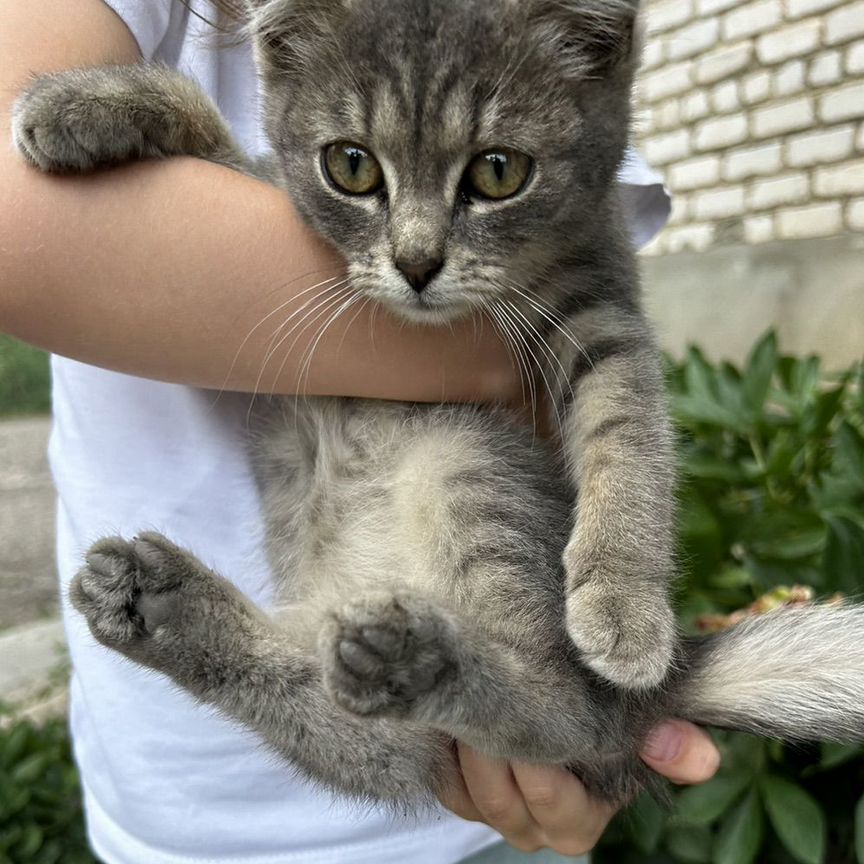 Кошечка в добрые руки