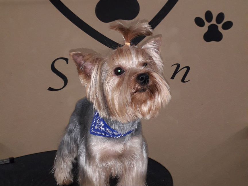 Вожак питомника