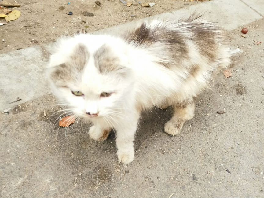 Кошки
