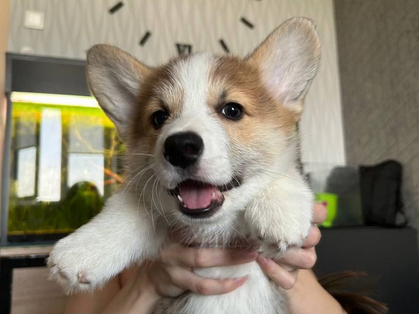 Щенки вельг корги кардиган