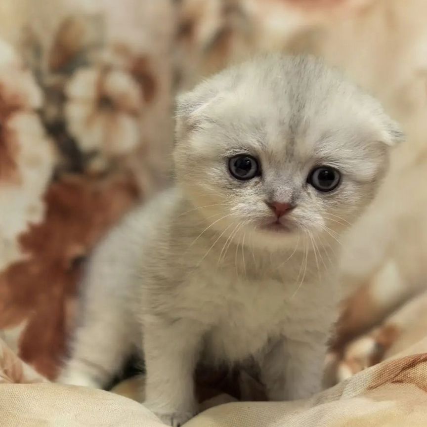Шотландский вислоухий короткошёрстный котёнок