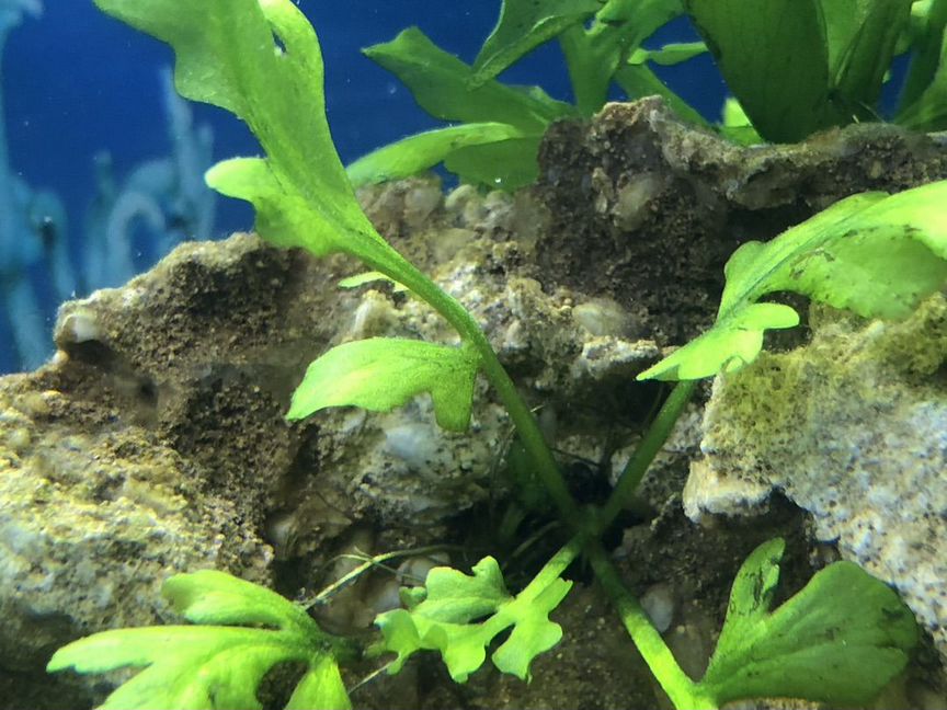 Аквариумные растения прополка