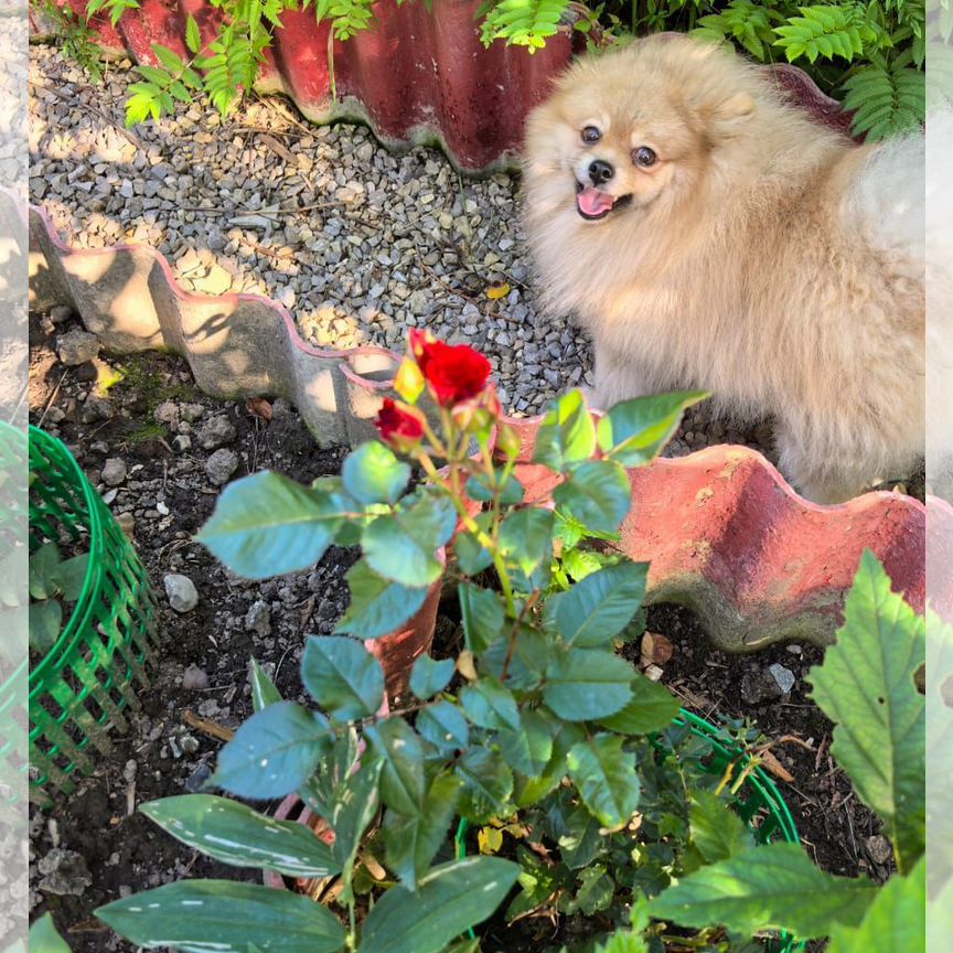 Померанский шпиц, щенок