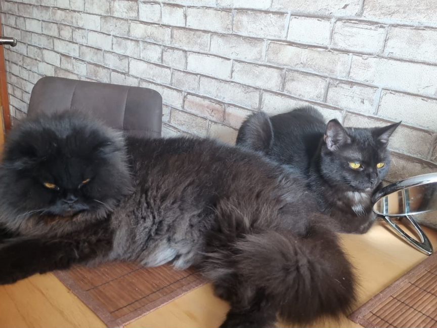 Бесплатно Шотландская кошка