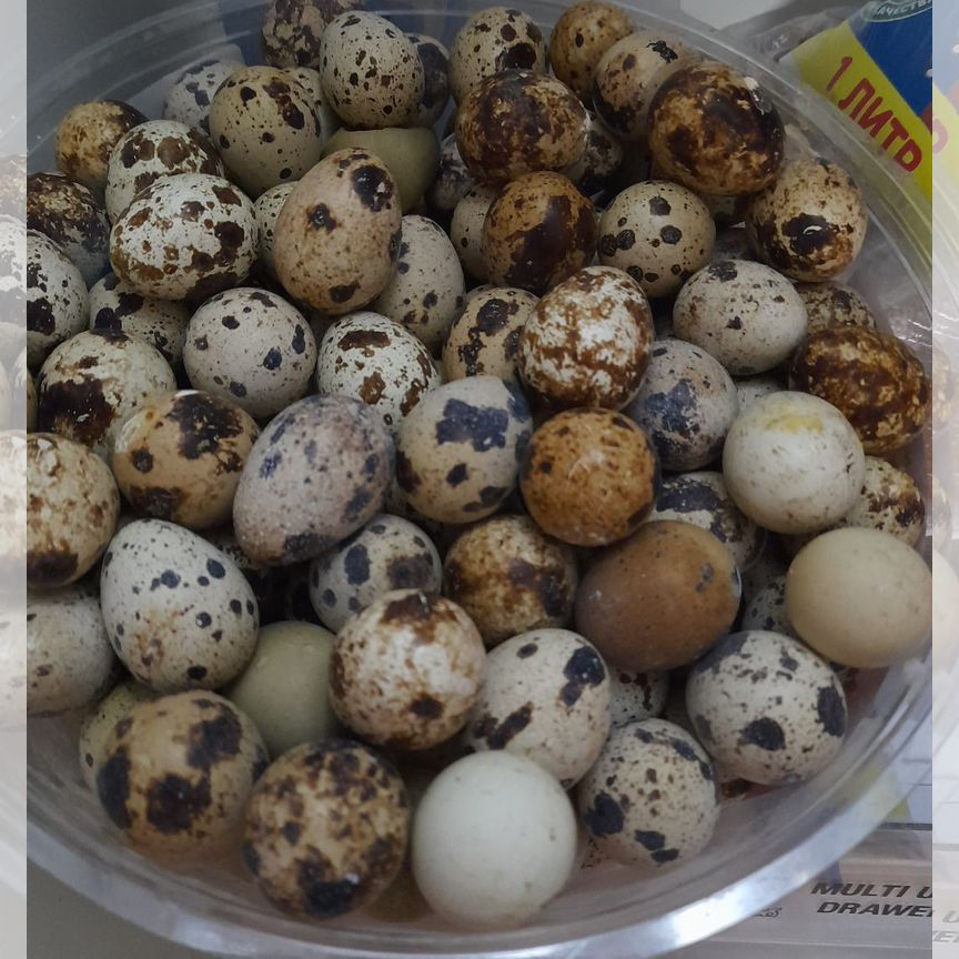 Яйца перепелиные домашние