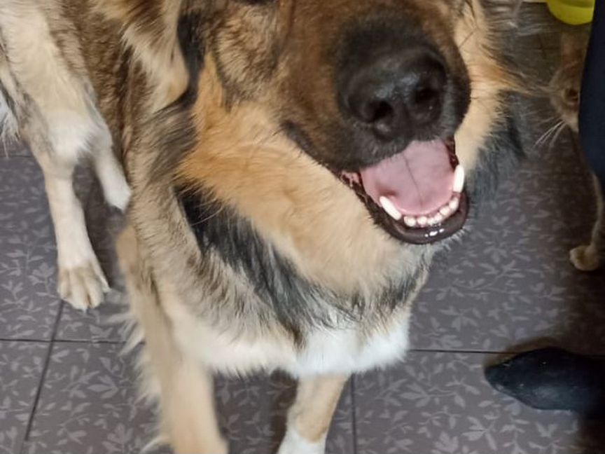 Собака в добрые руки, очень нужна помощь