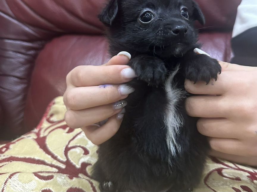 Кутята смешанная порода шпиц с чейхуахуа