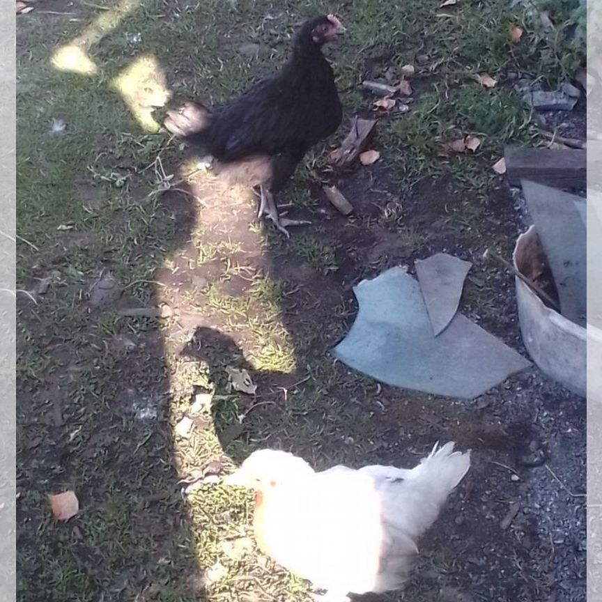 Продам петухов кур