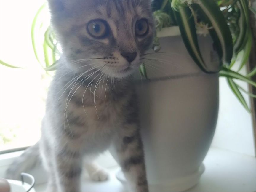 Вислоухие котята в добрые руки Ставропольский край