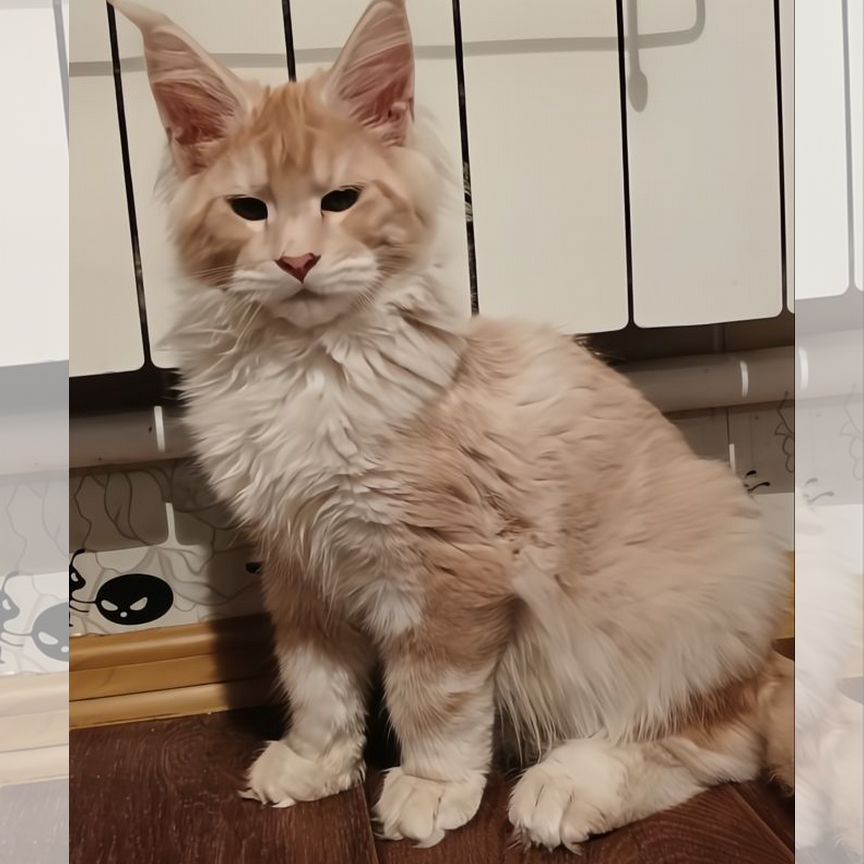 Мейн-кун котёнок