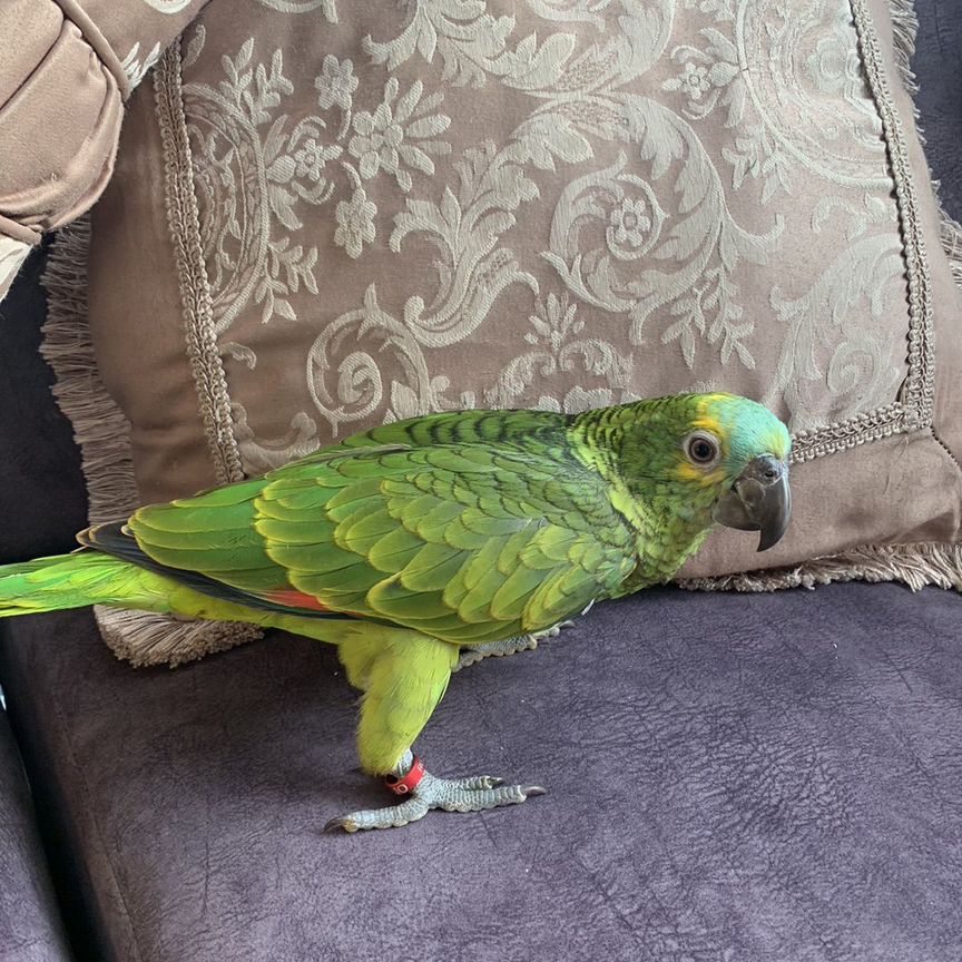 Выкормыш амазонский попугай