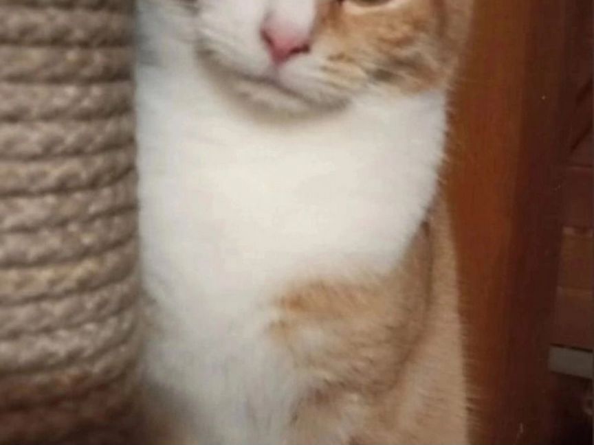 Молодые коты и кошки разных расцветок