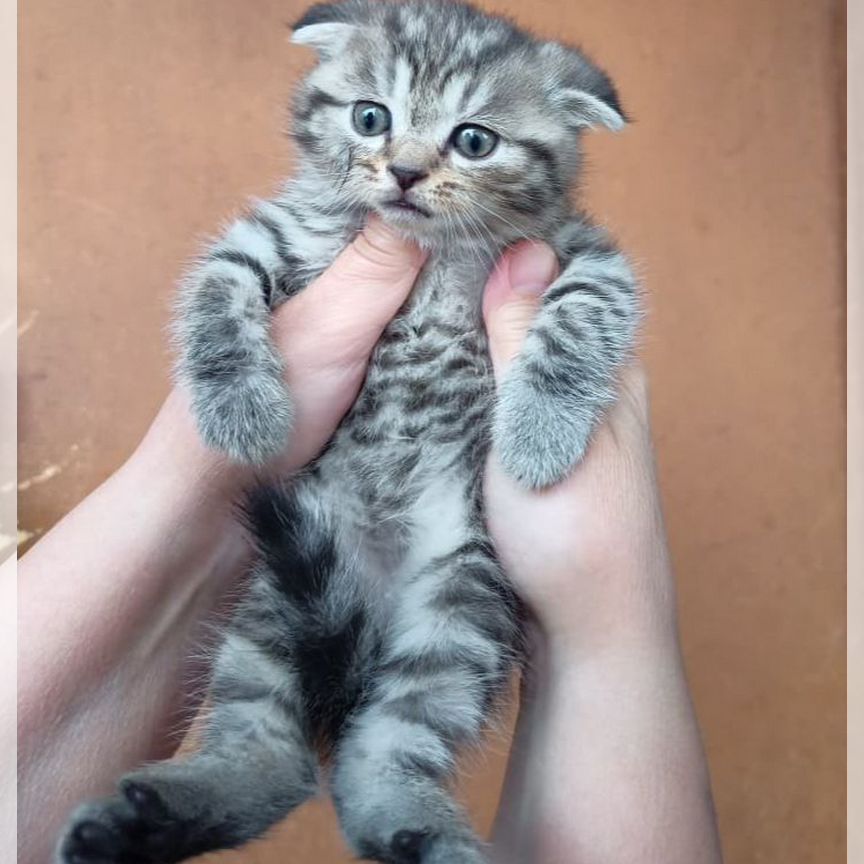 Шотландский вислоухий короткошёрстный котёнок