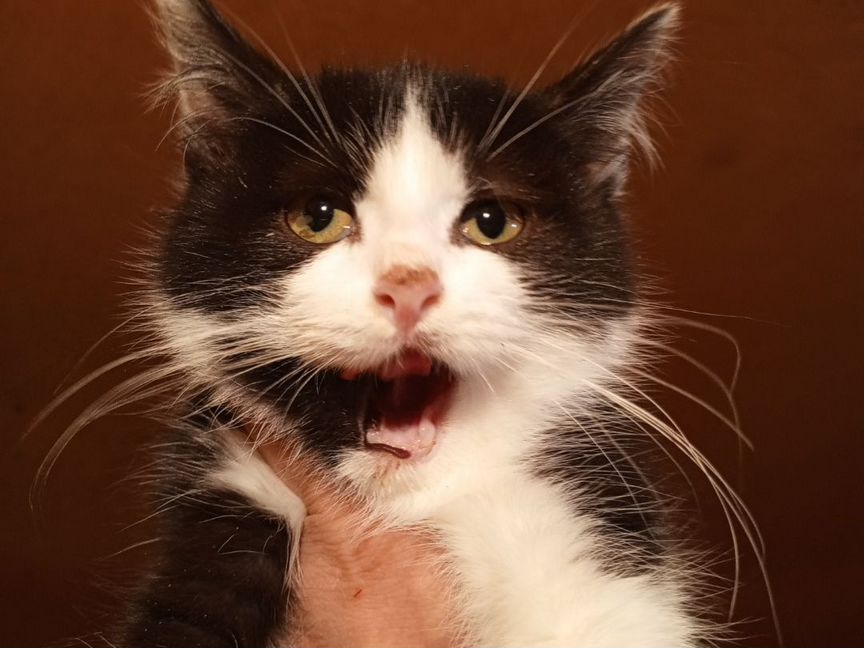 Нежнейший котёнок