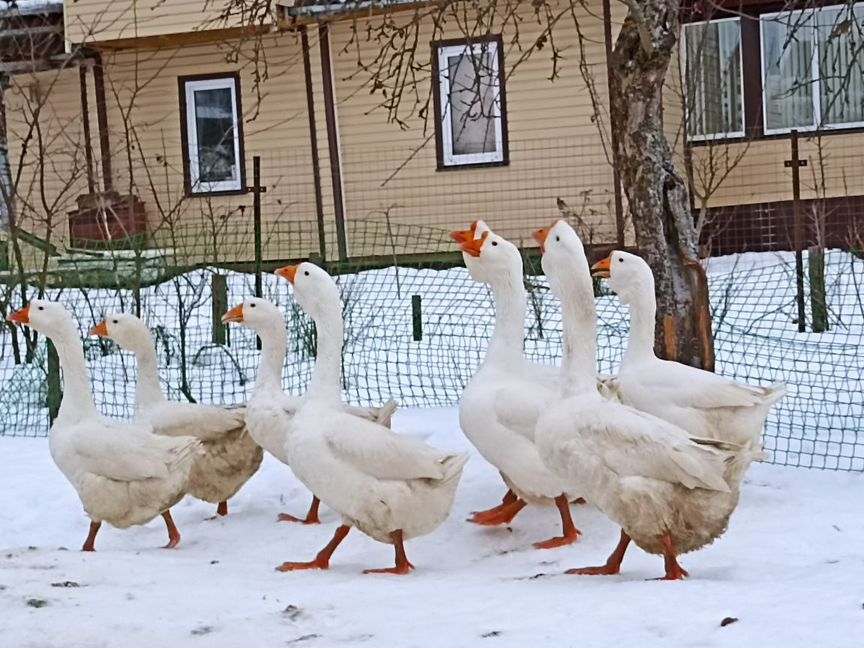 Холмогорские гуси