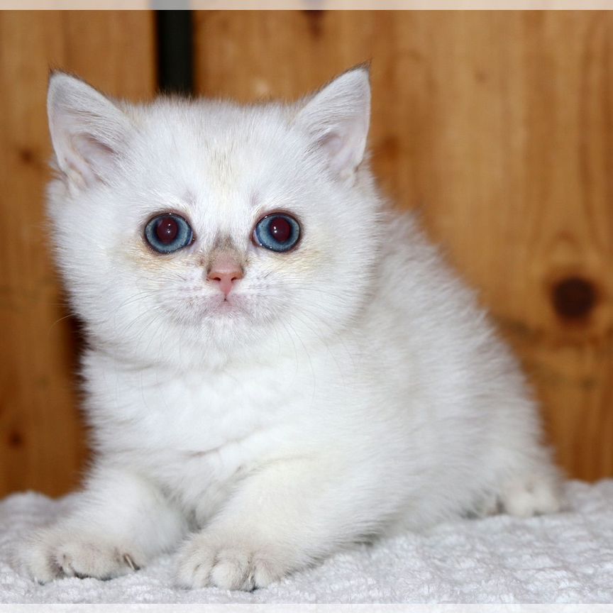 Британский короткошёрстный котёнок