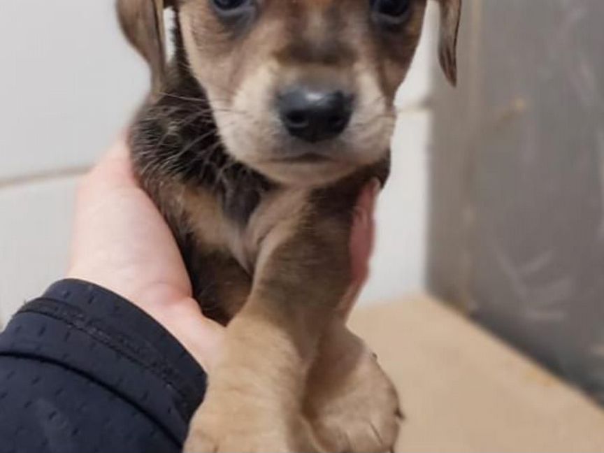 Маленький щенок в добрые руки