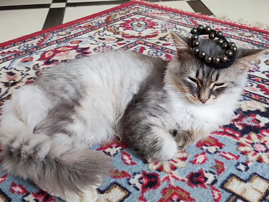 Кошка ми у