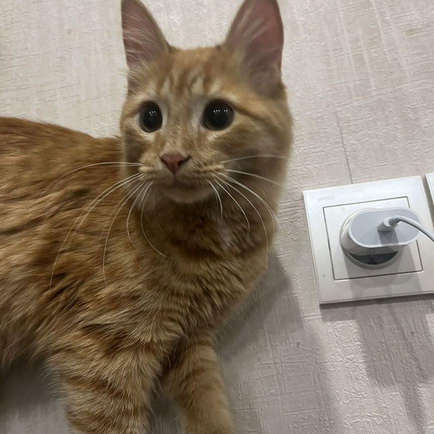 Рыжая кошечка