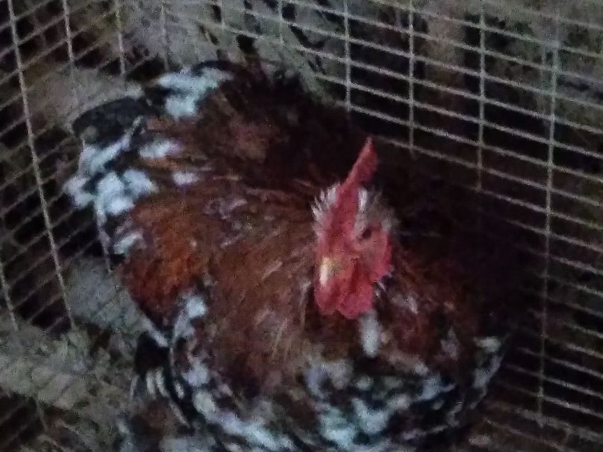 Петух порода Карликовый Кохинхин