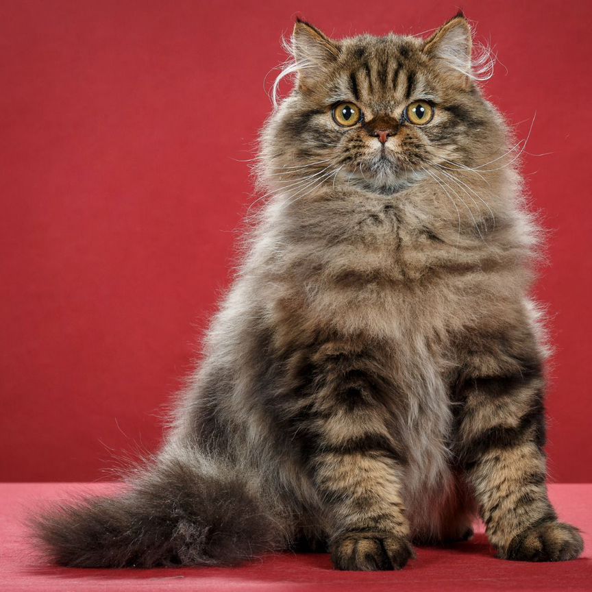 Шотландский прямоухий длинношёрстный котёнок