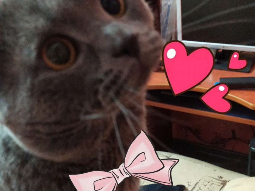 Вязка.Шотландский кот