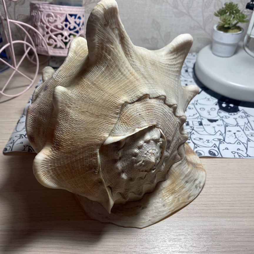 Ракушка покупная