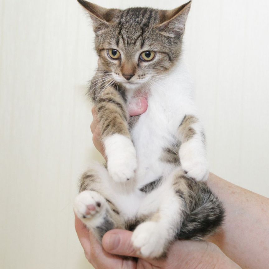 Котенок Маша радость наша 3 месяца в дар