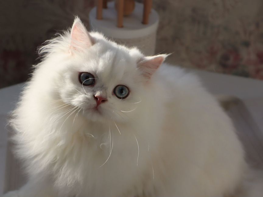 Британские котята серебристая шиншилла поинт
