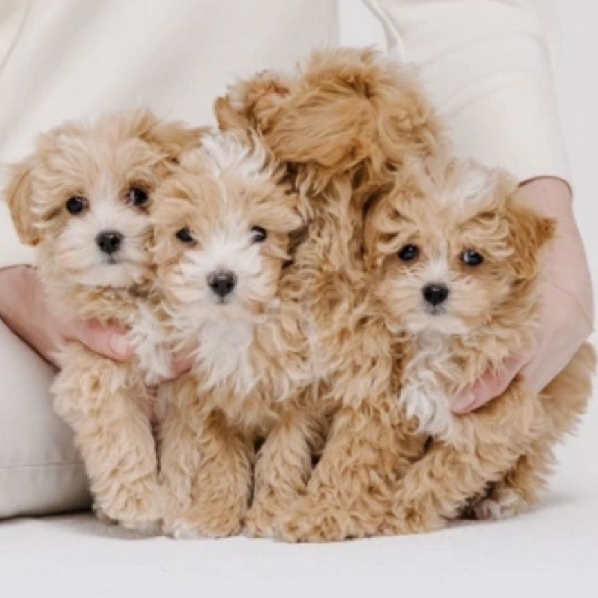 Мальтипу щенок