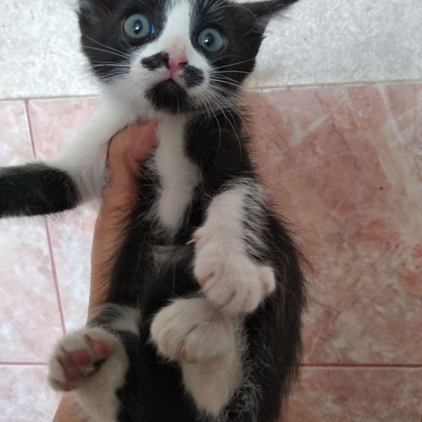 Котенок.Мальчик 1.5 месяца
