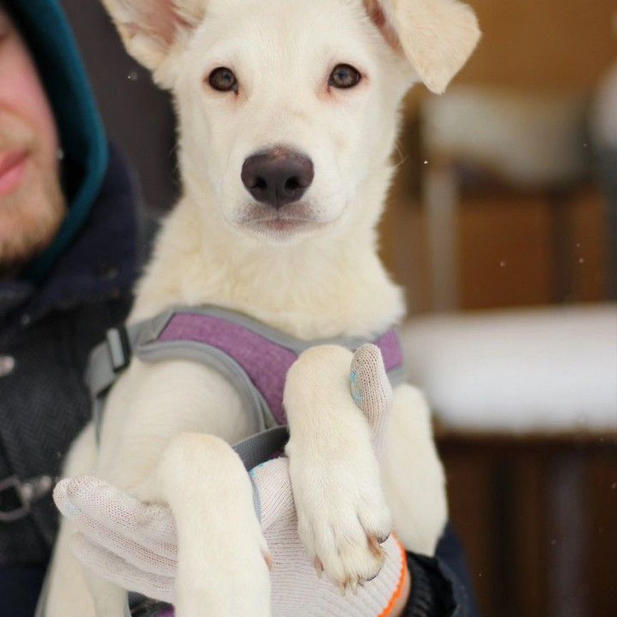 Щенок мальчик 4 месяца