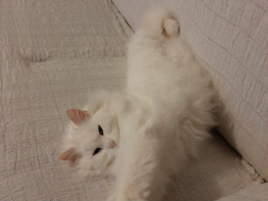 Кошка турецкая ангора бесплатно