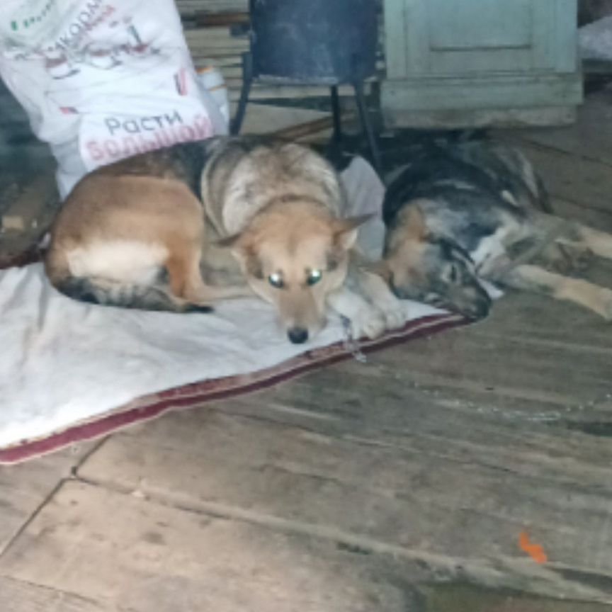 Отдам в добрые руки