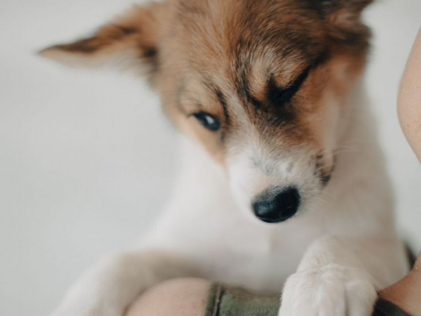 Собака в добрые руки щенок