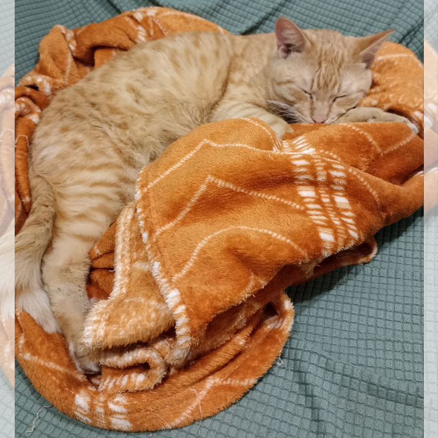 Взрослый кот в добрые руки