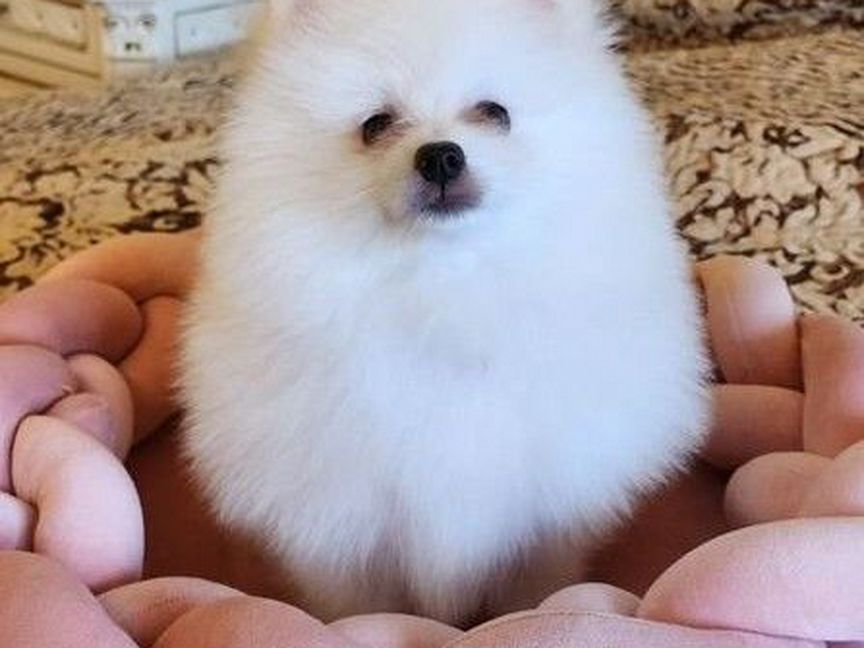 Белое облачко померанский мальчик