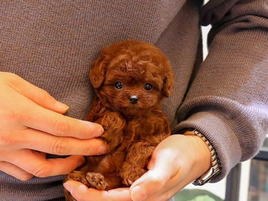 Микро мальтипу корейского типа