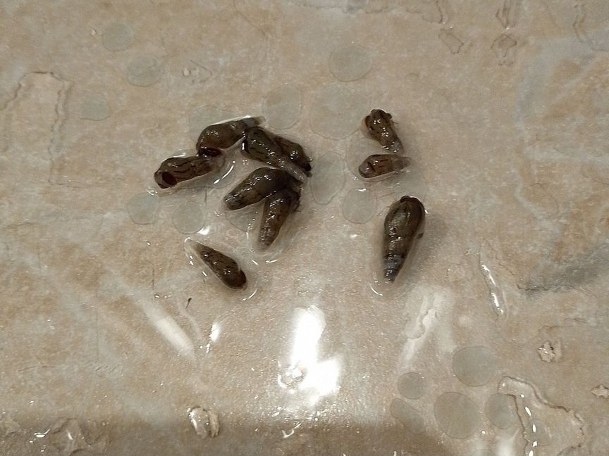 Улитки грунтовые, аквариумные бесплатно