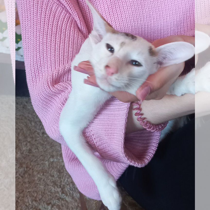 Ориентальный котёнок