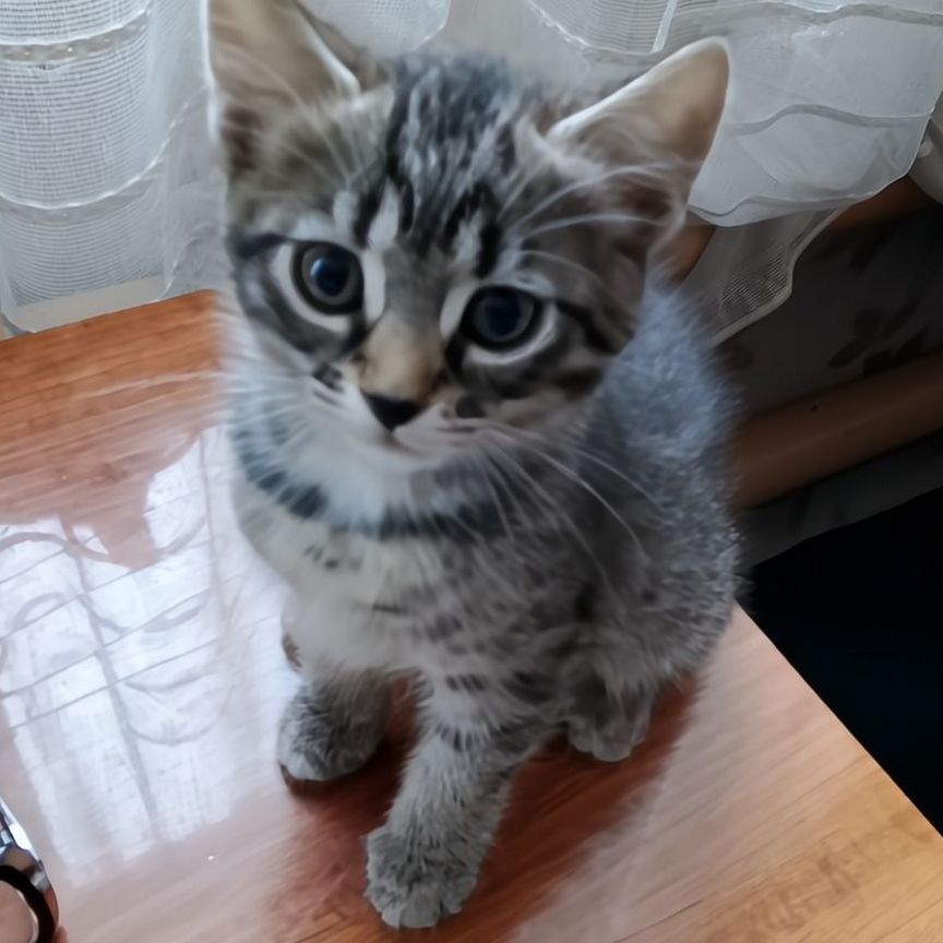 Котята в добрые руки даром бесплатно