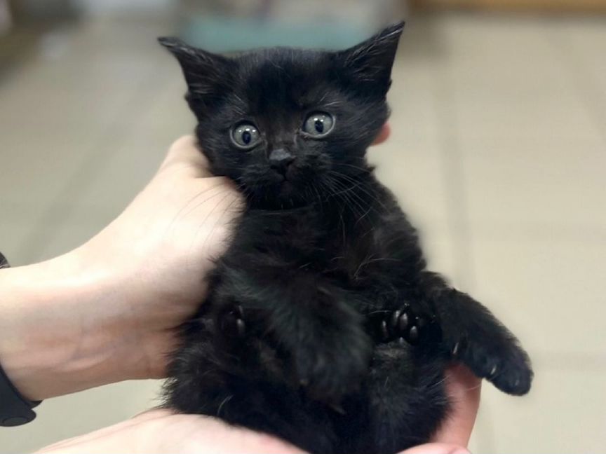 Шикарные черные маленькие котята в добрые руки