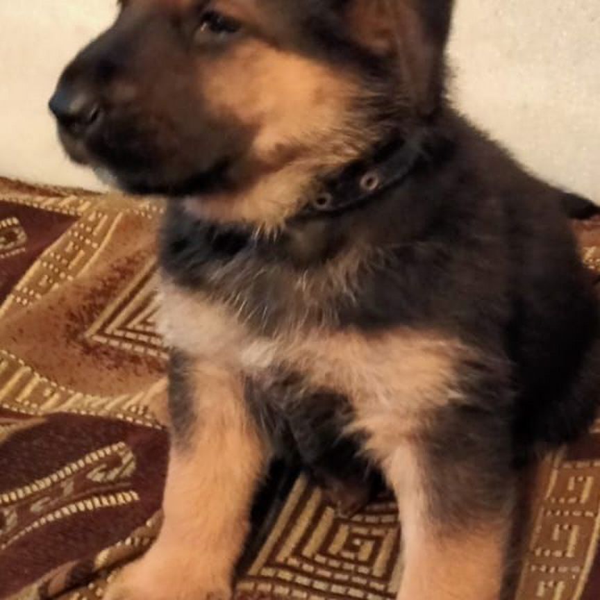 Немецкая овчарка