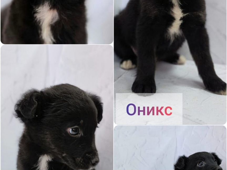 Маленькая собака в добрые руки Помогите