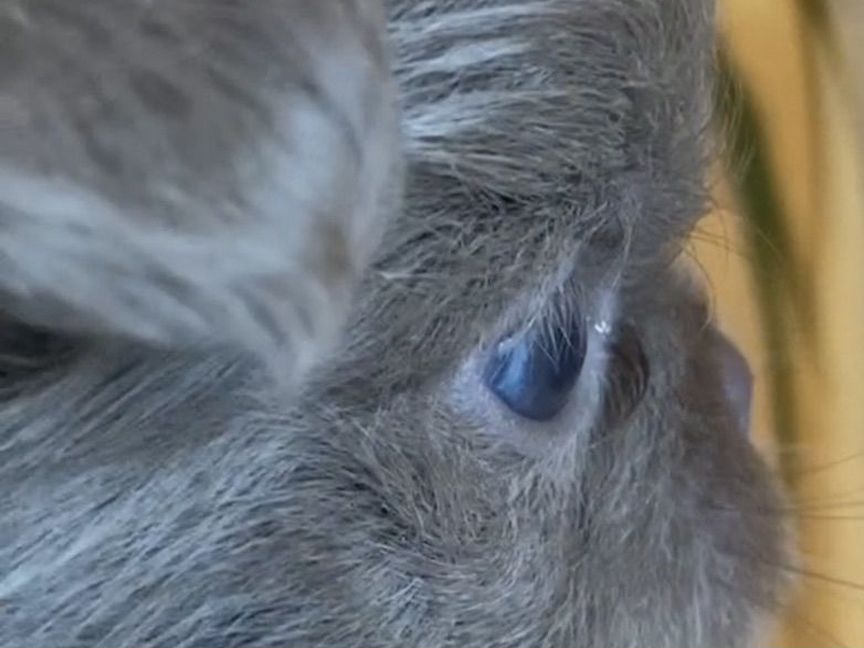 Сука, чихуахуа