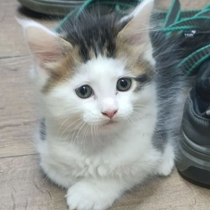 Мейн-кун котёнок