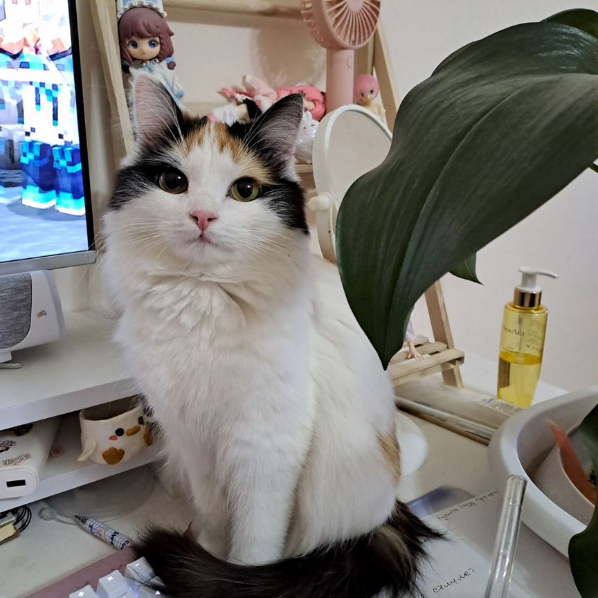 Самая лучшая кошка