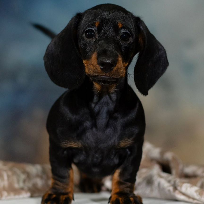 Кроличья такса, щенок