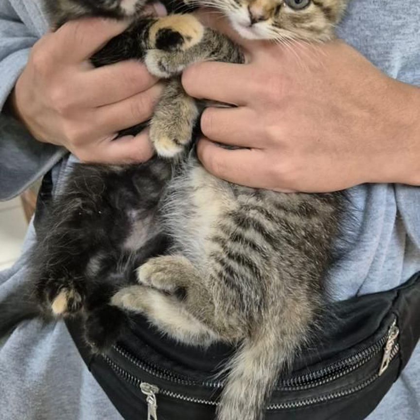 Котятки под елочку